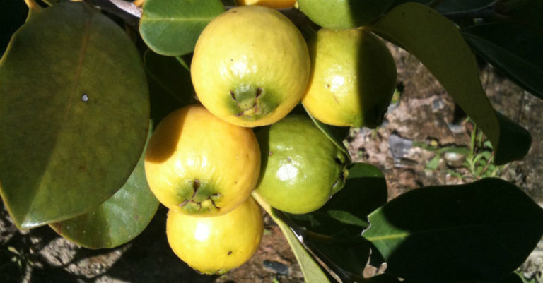 Araçá: 10 benefícios e propriedades da fruta que faz bem à saúde
