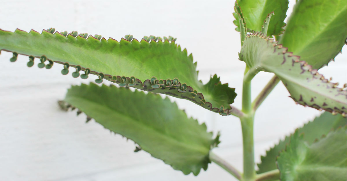 Aranto cura o câncer? Conheça os benefícios dessa planta