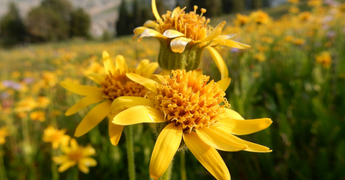 Arnica: para que serve, benefícios e contraindicações