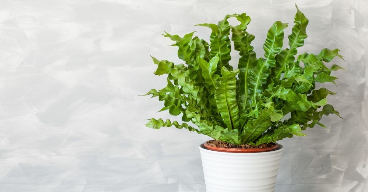 Como cuidar de asplênio: uma linda folhagem para sua coleção