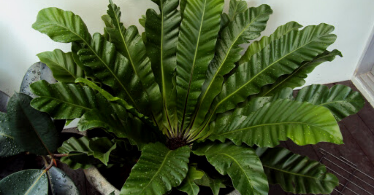 Como cuidar de asplênio: uma linda folhagem para sua coleção