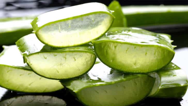 Veja como congelar babosa em formas de gelo para usar quando quiser