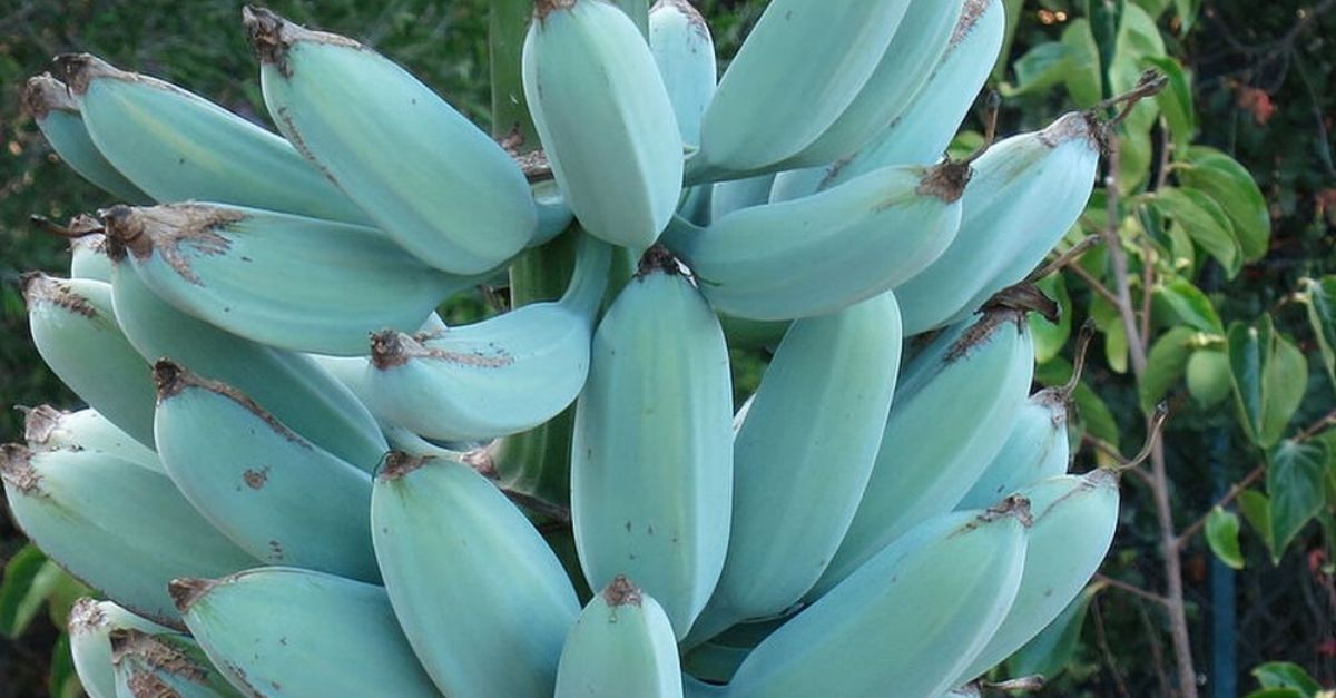 Banana azul: conheça os benefícios e como consumir essa fruta diferente