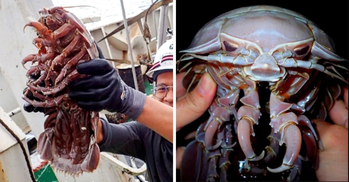 Barata gigante é descoberta na Indonésia
