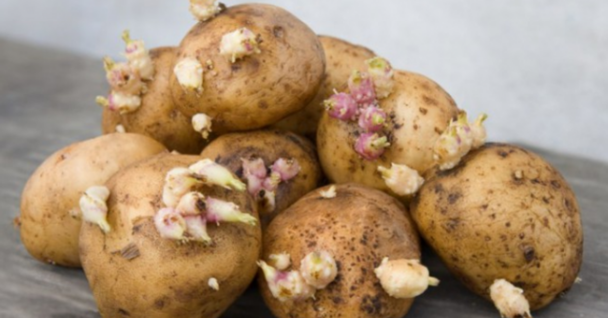 Pode comer batata que está brotando?