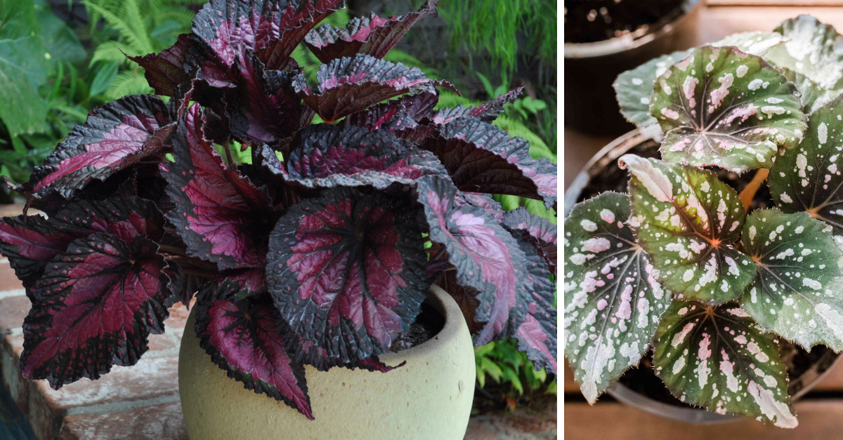 Begônia rex: como cuidar desse grupo de plantas coloridas magníficas