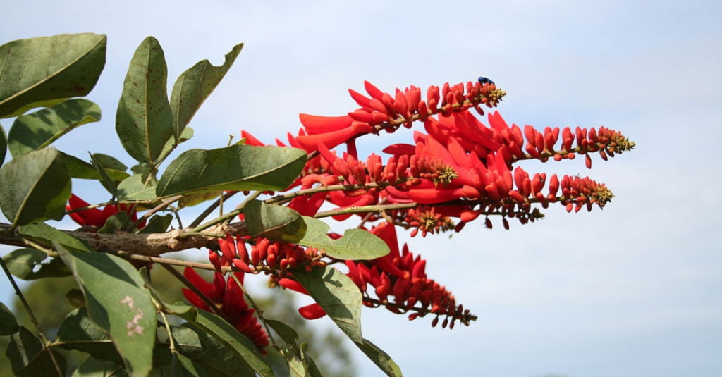 Chá de mulungu: para que serve e como fazer