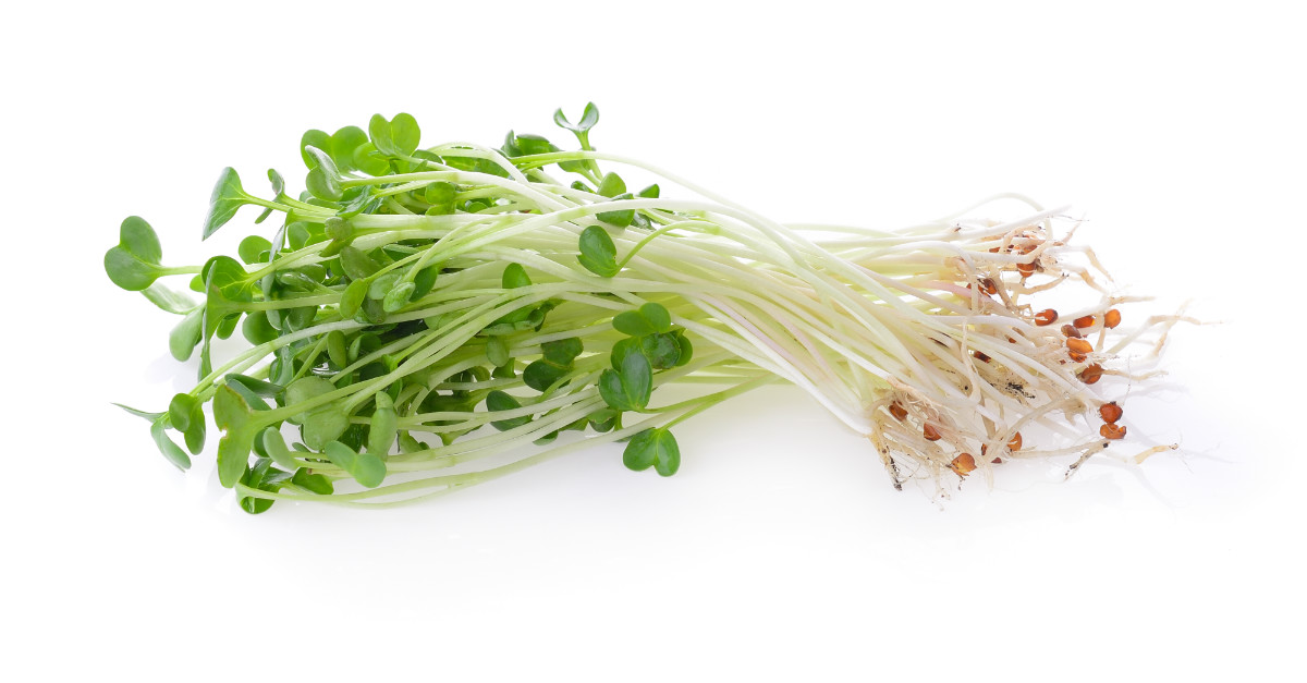 Alfafa: benefícios para a saúde