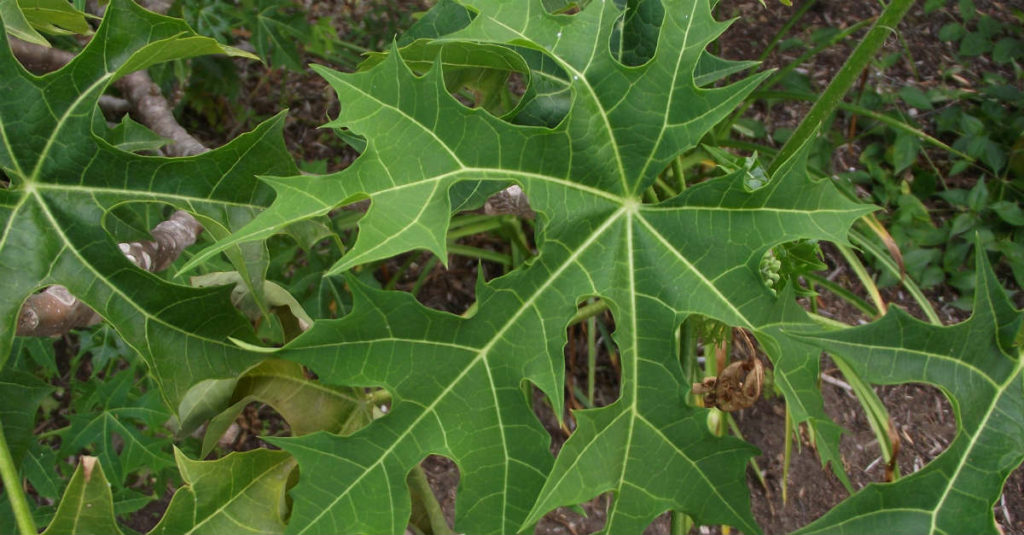 Benefícios da chaya