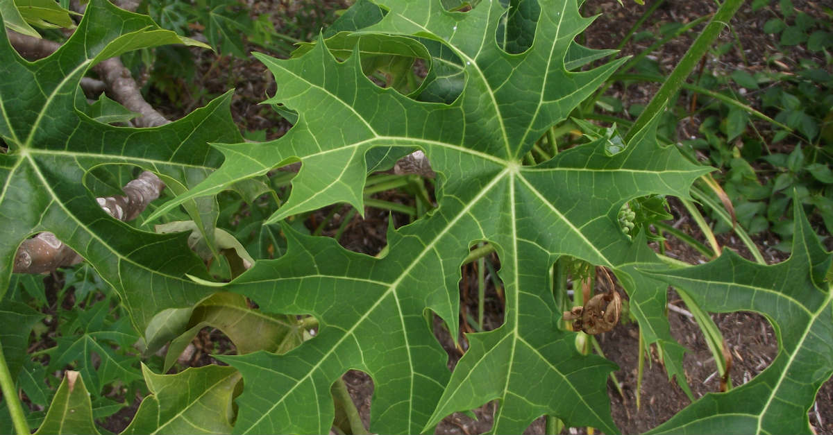 Benefícios da chaya