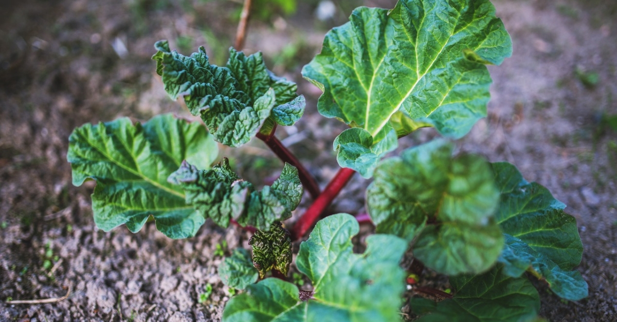 Ruibarbo: o que é e para que serve