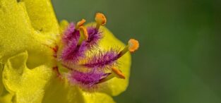 Verbasco: conheça os benefícios da planta e como preparar