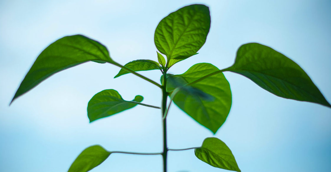 Guaco: propriedades e benefícios para a saúde