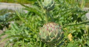 Para que serve a alcachofra