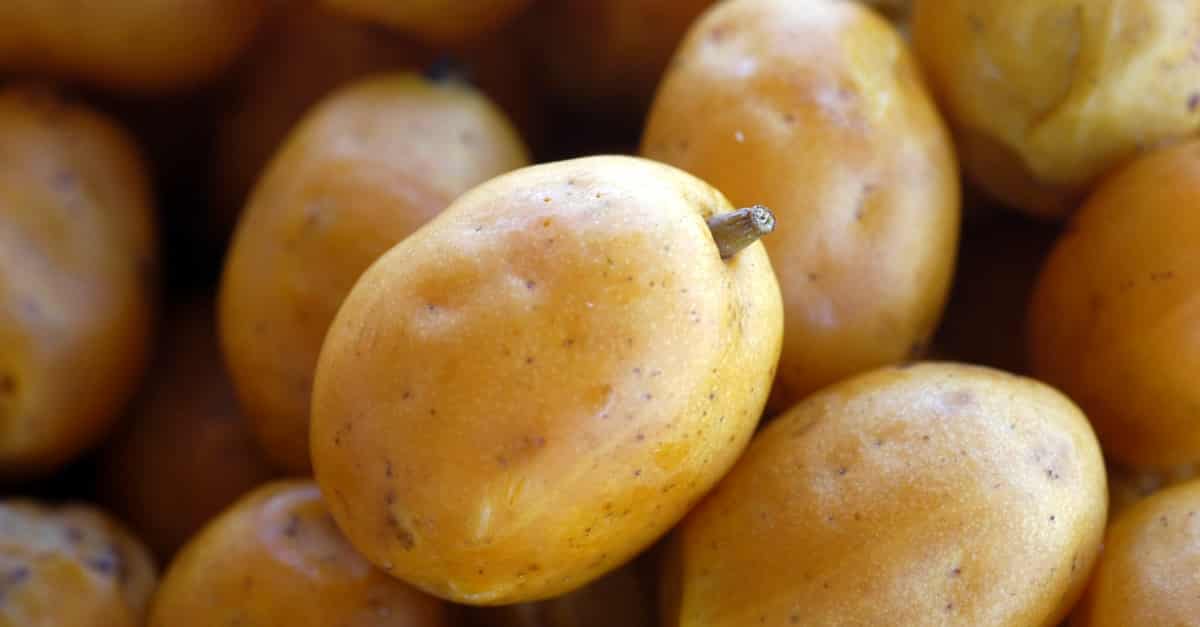 Cajá: o que é, benefícios para saúde, como consumir e contraindicações