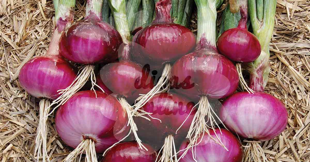 Conheça as propriedades medicinais da cebola roxa!