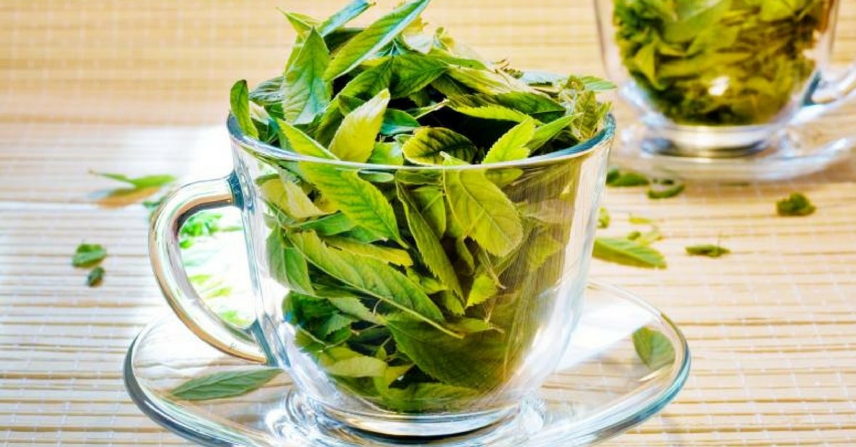 Guaco: propriedades e benefícios para a saúde