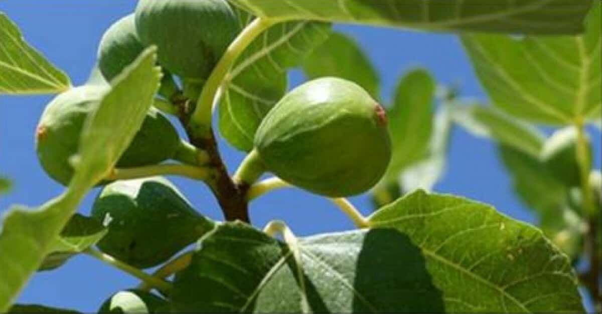 12 Benefícios do figo