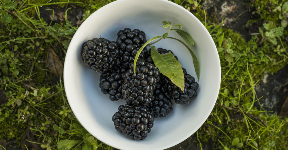 6 Benefícios da amora para a sua saúde e como usá-la