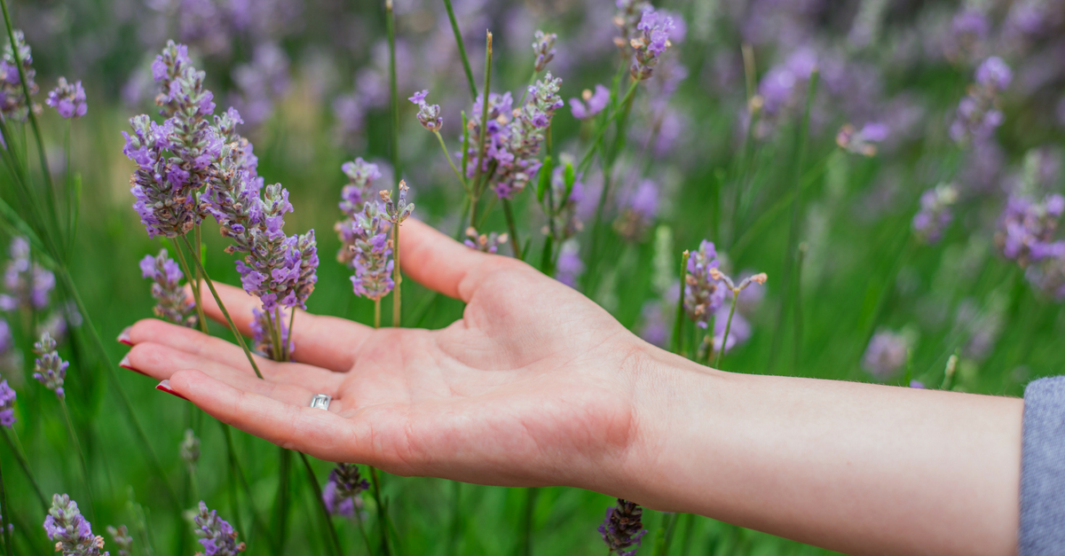 Benefícios e usos da lavanda: uma planta medicinal e ornamental