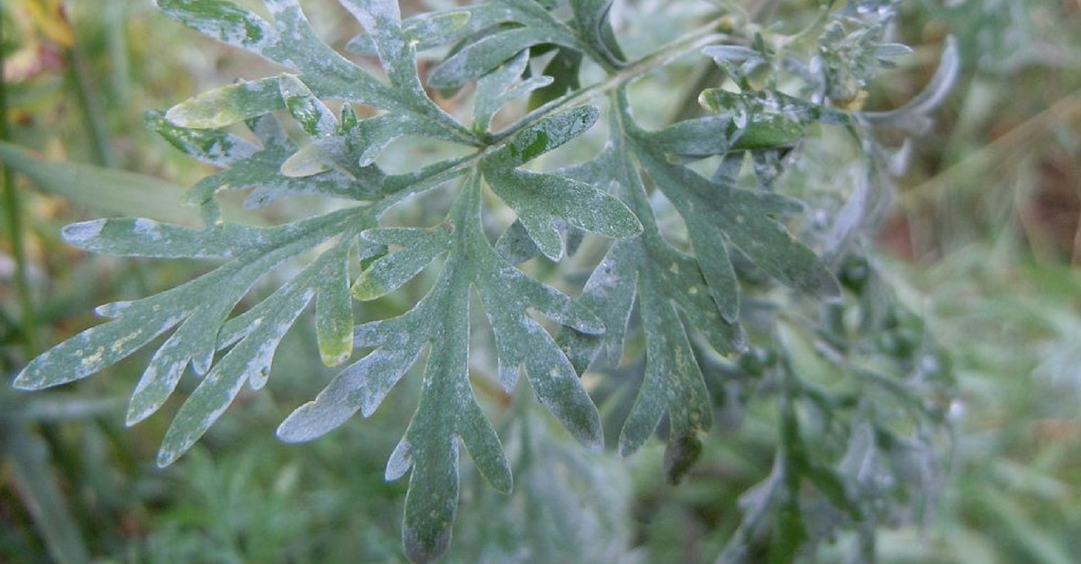 Losna: para que serve e como usar