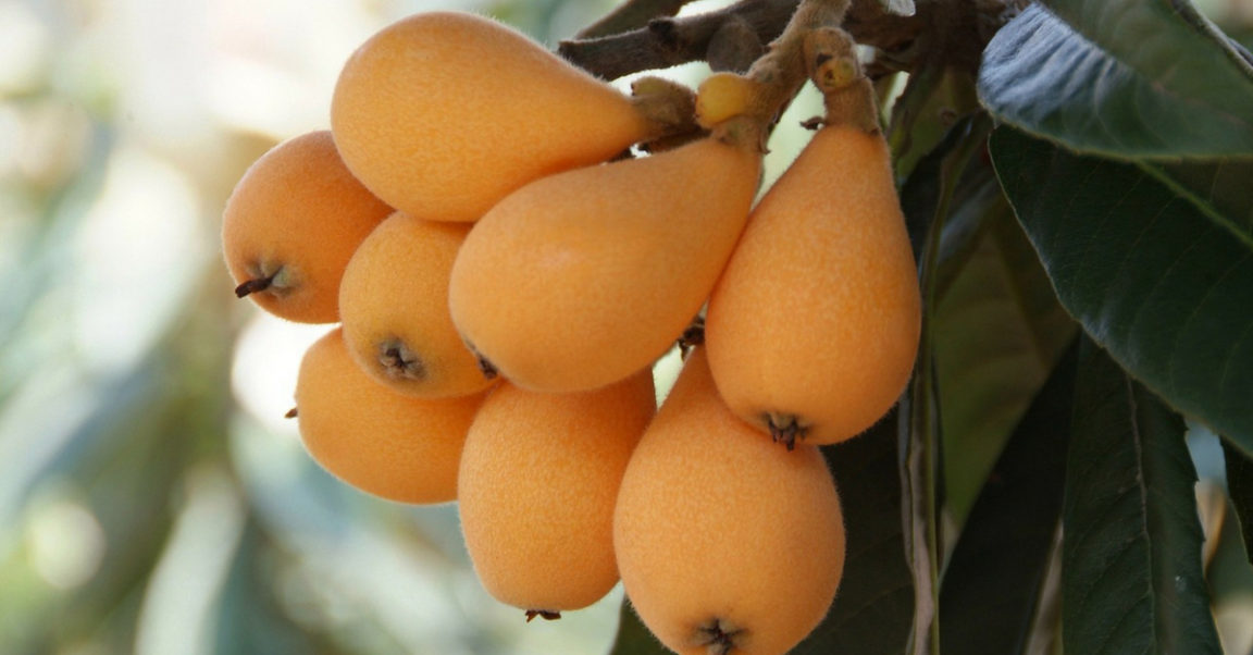 5 Benefícios da nêspera para a saúde e receita de bolo com a fruta