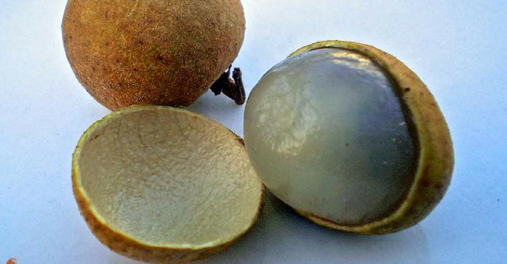 Pitomba: conheça os benefícios dessa fruta para a saúde - Dicas Online