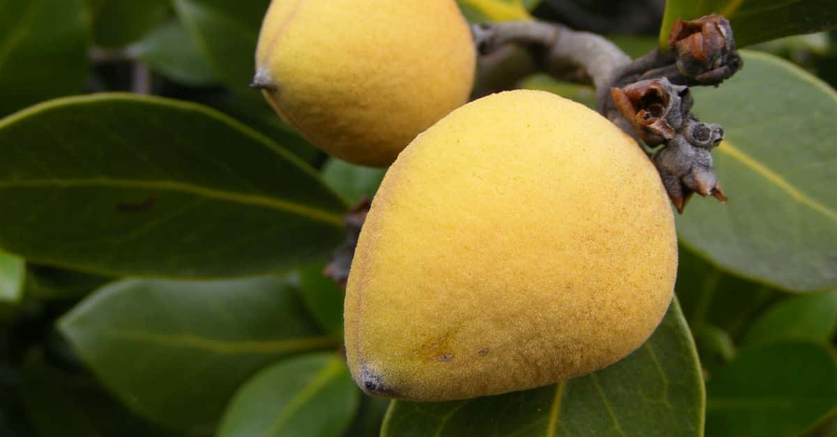 Araçá: 10 benefícios e propriedades da fruta que faz bem à saúde