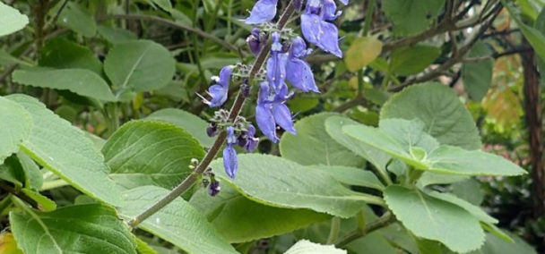 O que é e para que serve o boldo? Veja como plantar em casa
