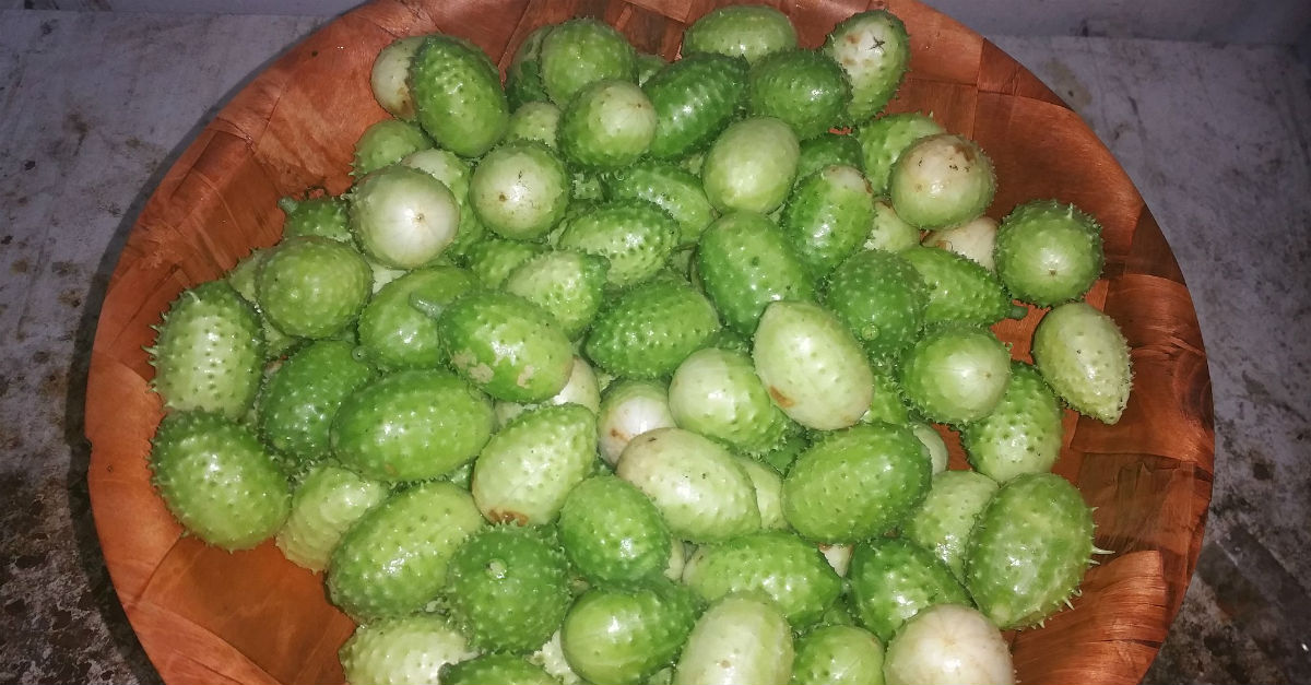 Propriedades e benefícios do maxixe para a sua saúde