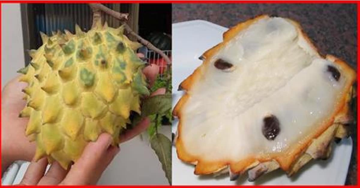 Fruta-do-conde: conheça suas propriedades e benefícios