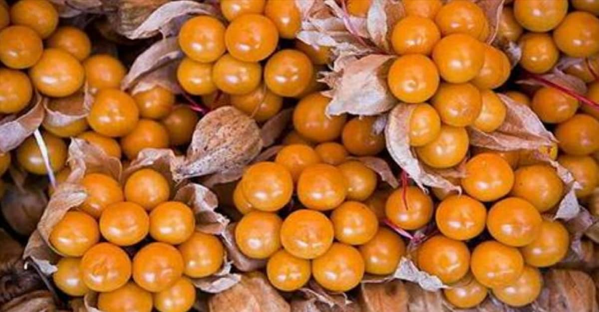 Conheça os benefícios da golden berry