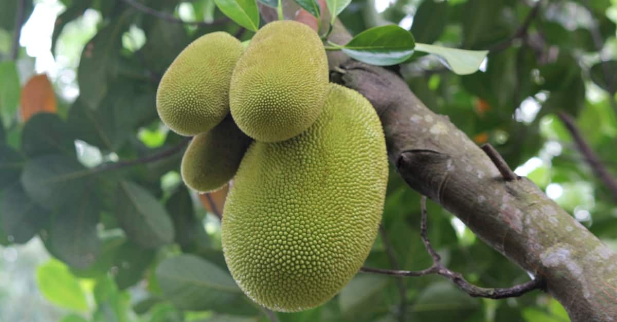 Conheça os benefícios da jaca