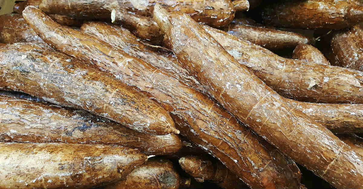 Benefícios da mandioca para a saúde