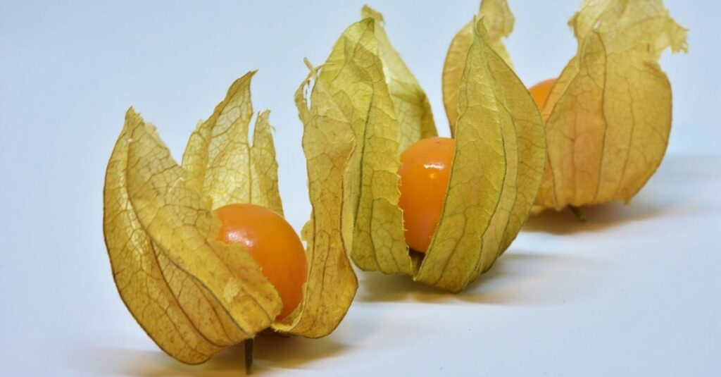 Fruta physalis: conheça os benefícios e como comer