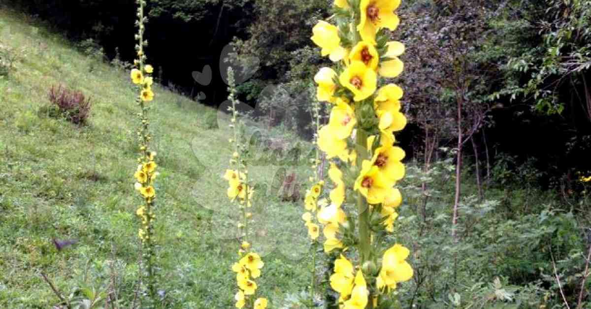 Verbasco: conheça os benefícios da planta e como preparar