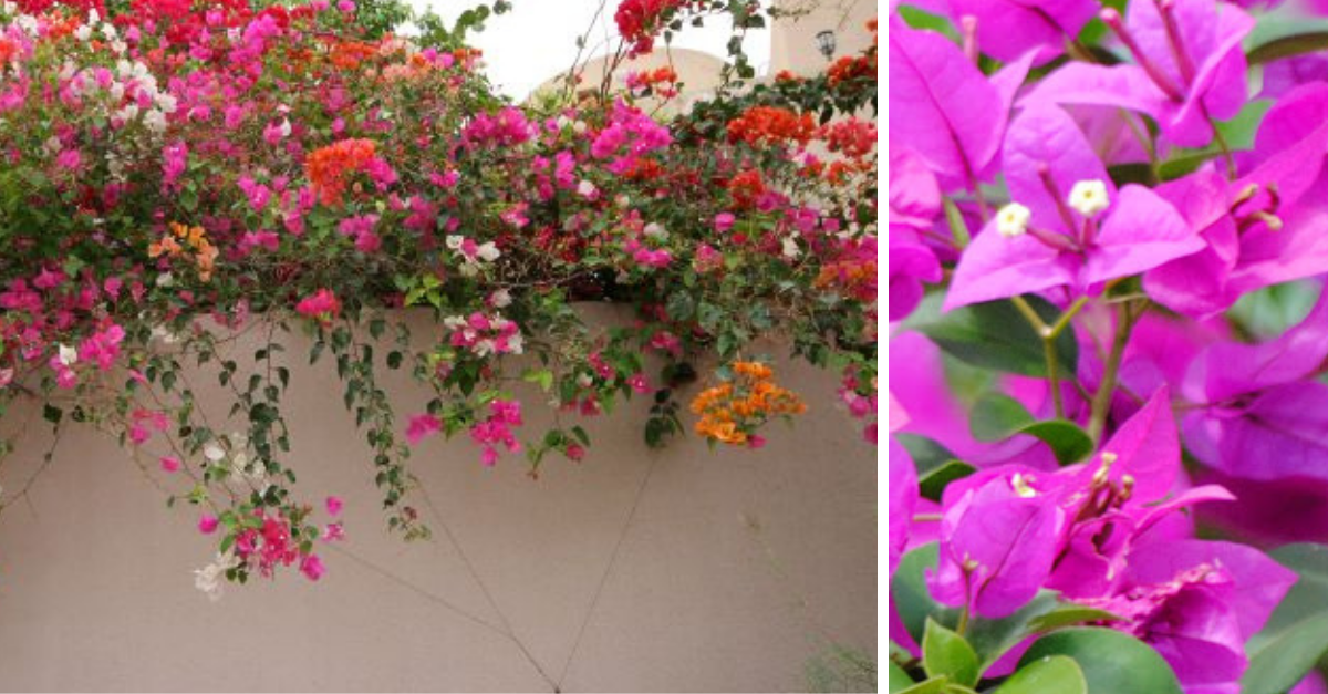 Buganvília: veja como cuidar dessa planta que pode ficar gigante