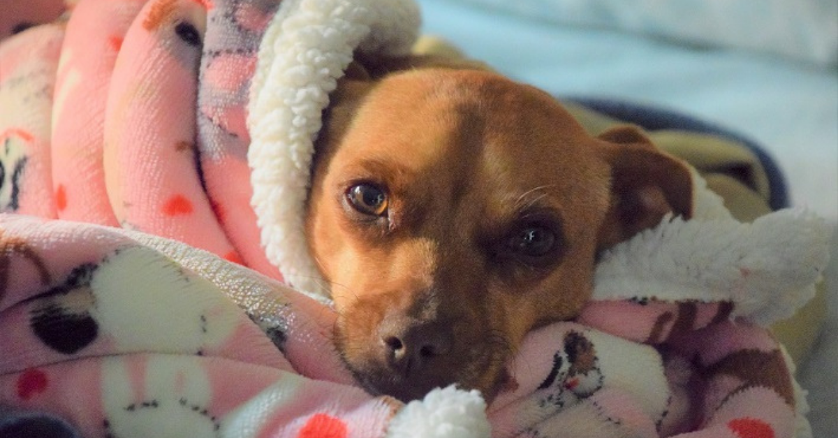 6 Cuidados com cachorro no frio: veja como manter seu pet aquecido