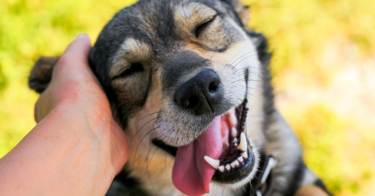 7 Sinais que mostram que seu cachorro é feliz