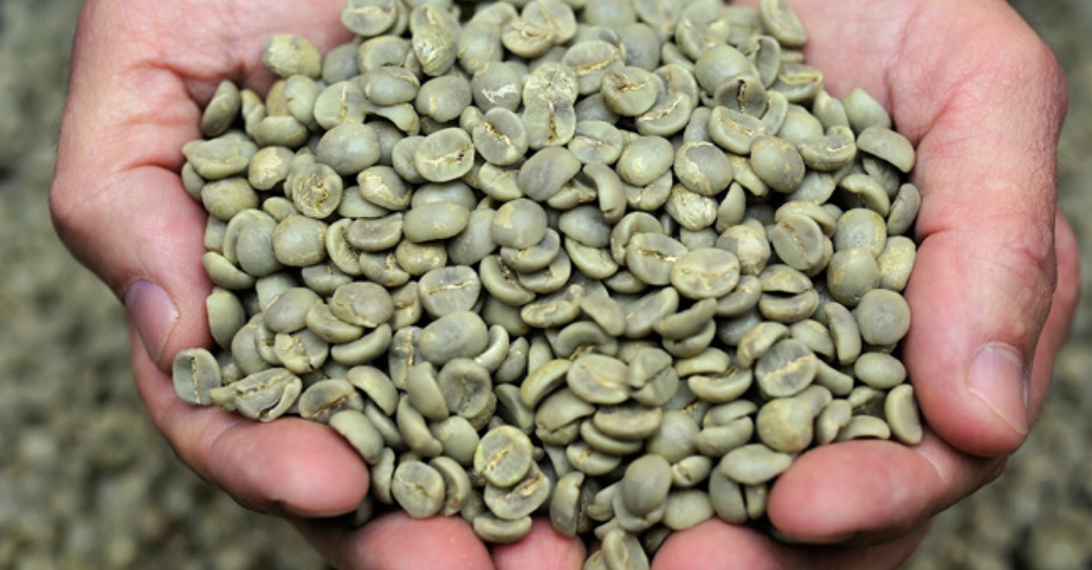 Café verde: conheça os benefícios dessa bebida diferente