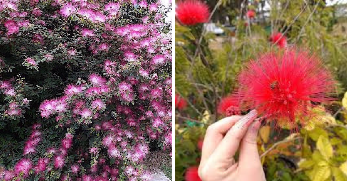 Caliandra: veja todas as dicas de cultivo dessa flor diferente