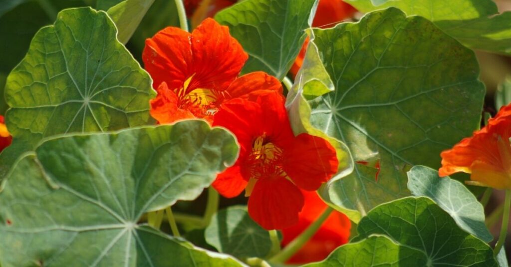 Capuchinha: conheça as propriedades e como cultivar essa planta