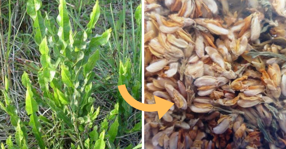 Chá de carqueja: aprenda a fazer e conheça os benefícios desta planta