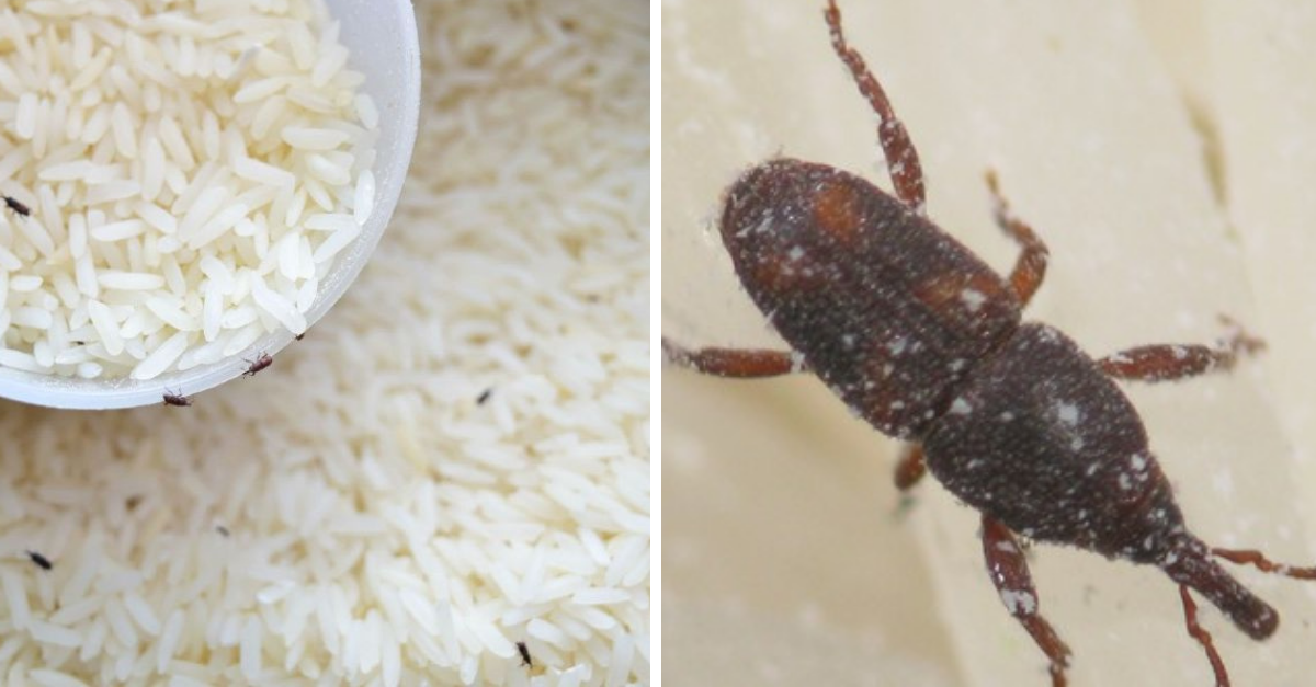 Arroz com caruncho: como tirar e não precisar jogar fora