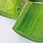 Tipos de babosa: entenda as diferenças e os usos das principais espécies