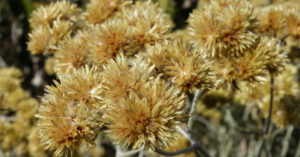 Chá de marcela: benefícios e como preparar