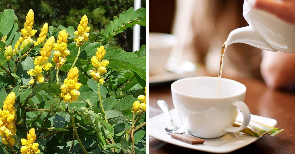 Benefícios e como fazer chá de sene