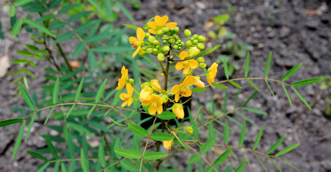 Benefícios e como fazer chá de sene