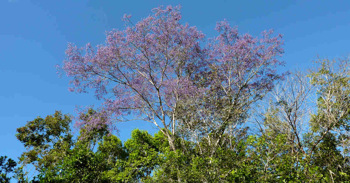 Chá de sucupira: para que serve e como fazer