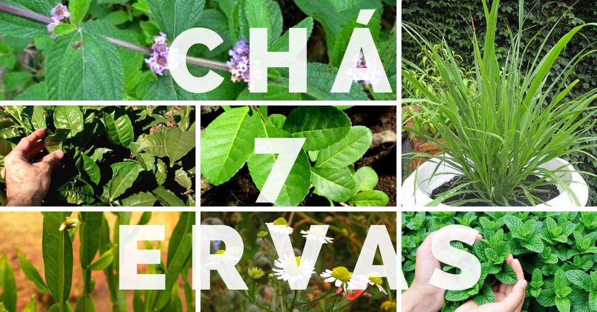 Chá de 7 ervas ajuda a emagrecer! Conheça suas propriedades